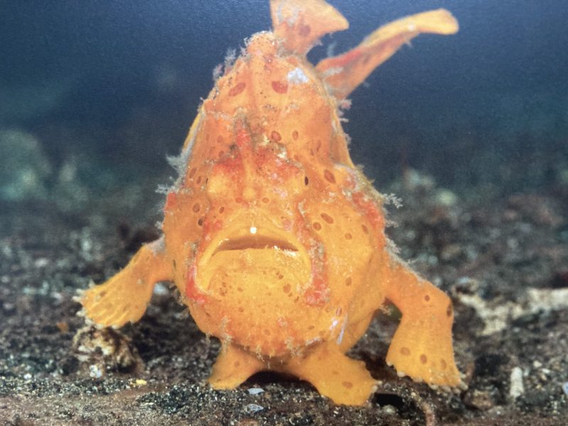 I needed this dive trip to Bohol —as much as Bohol needed me - The ...