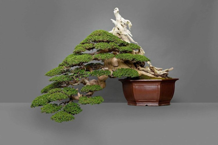 Asia’s top bonsai experts coming to Manila for grand exhibition in June ...